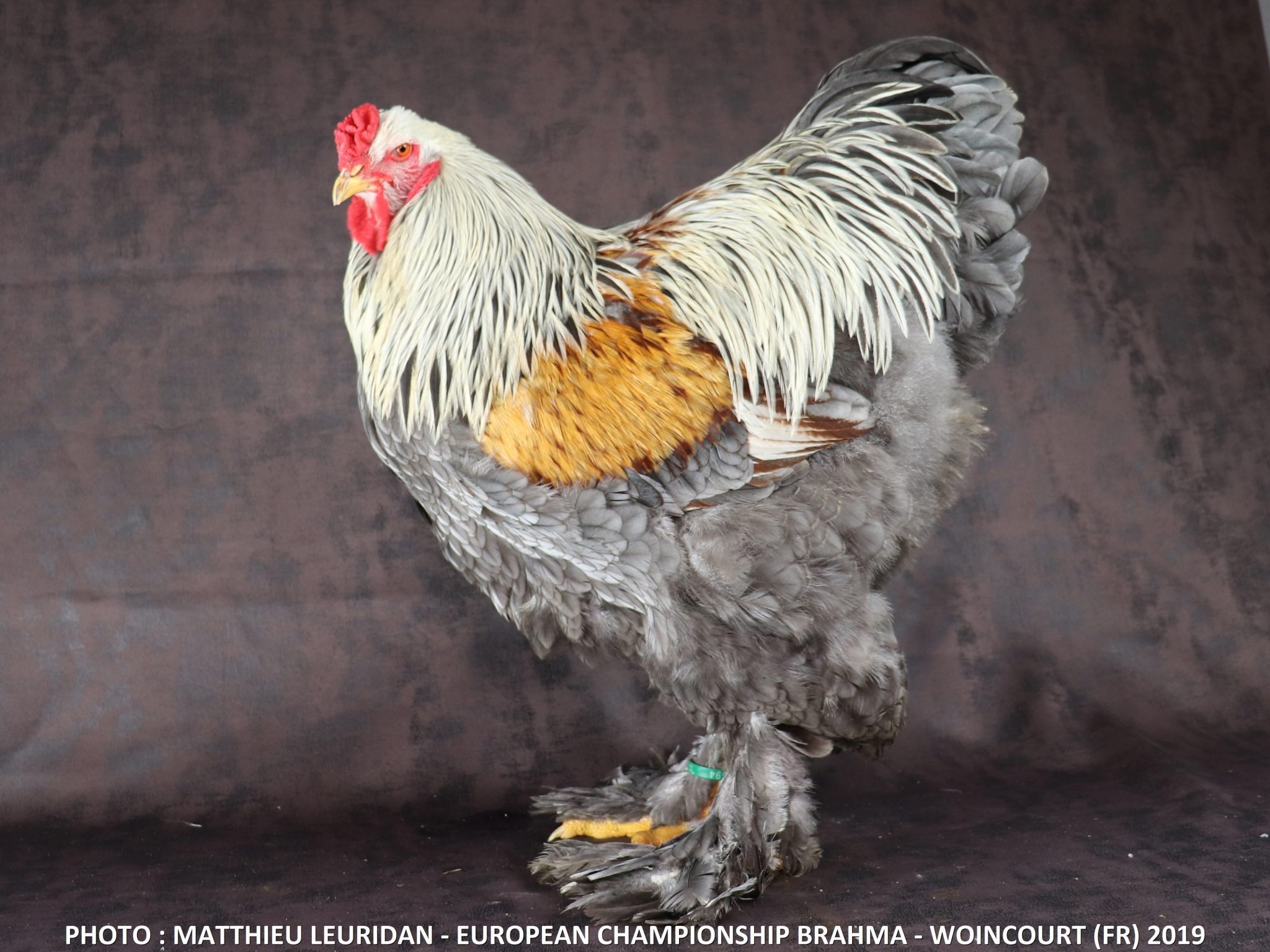 Brahma Club de France (BCDF) - FFV - Fédération Française des Volailles