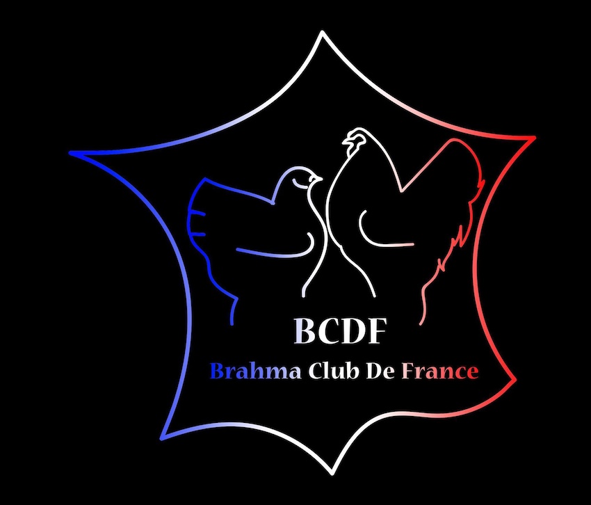 Brahma Club de France (BCDF) - FFV - Fédération Française des Volailles